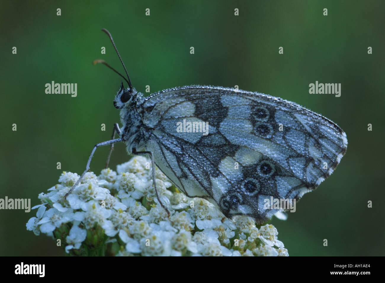 Marbled White butterfly melanargia galathea on flower Stock Photo - Alamy