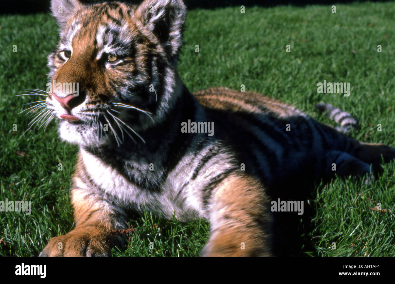 Siberian tiger cub Stock Photo - Alamy