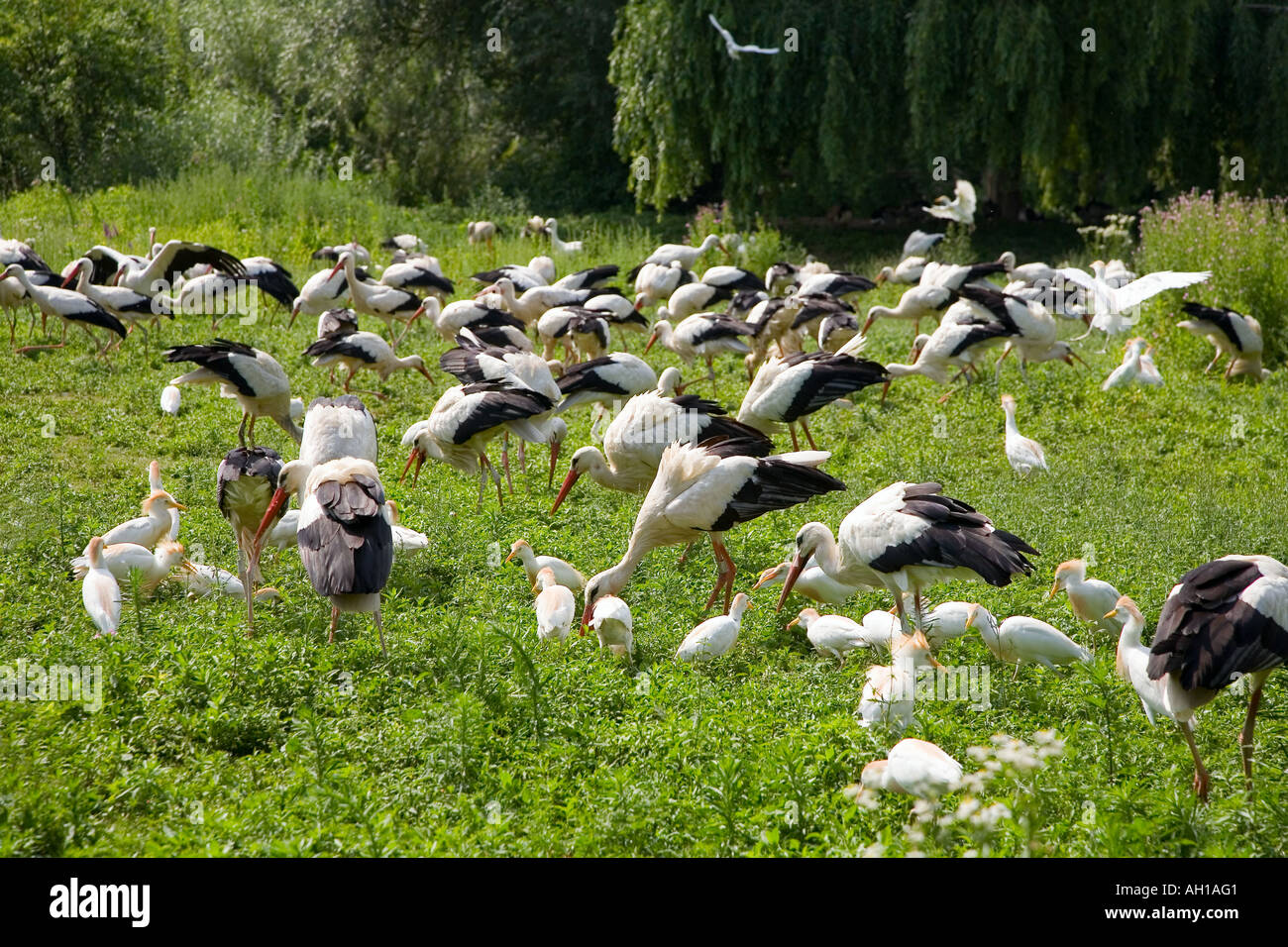 Black storkes hi-res stock photography and images - Alamy
