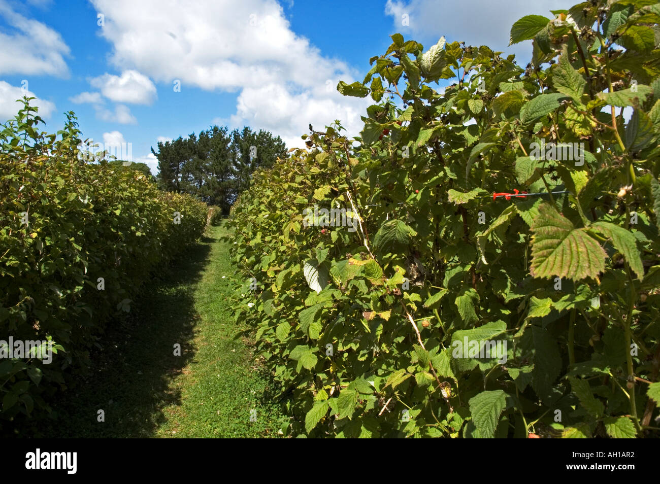 raspberry plants at a pick your own fruit farm in cornwall,england ...