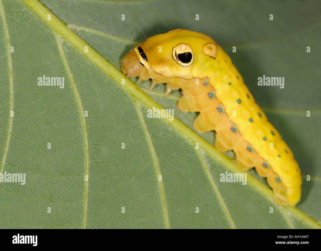 Spicebush Swallowtail, Papilio troilus, caterpillar in final prepupal ...