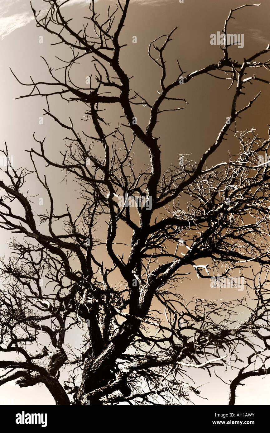 dead tree grand canyon arizona Stock Photo - Alamy