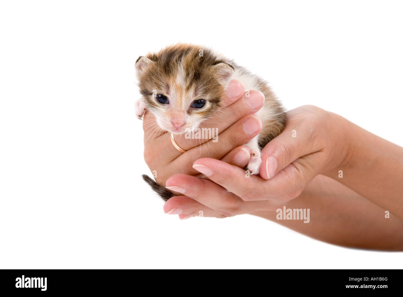Hands holding a kitten on white background Stock Photo - Alamy