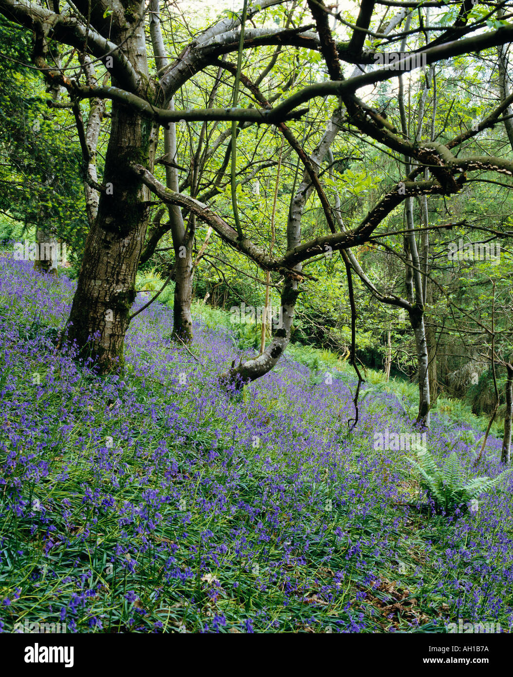 Devon bluebell forest hi-res stock photography and images - Alamy