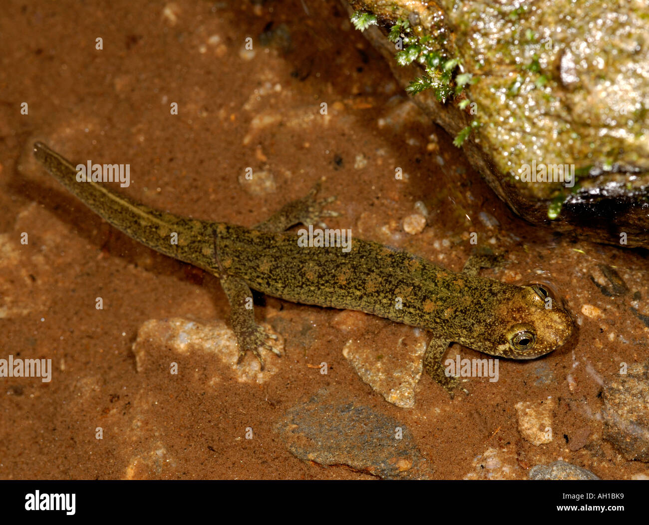 Aquatic Salamander High Resolution Stock Photography and Images - Alamy