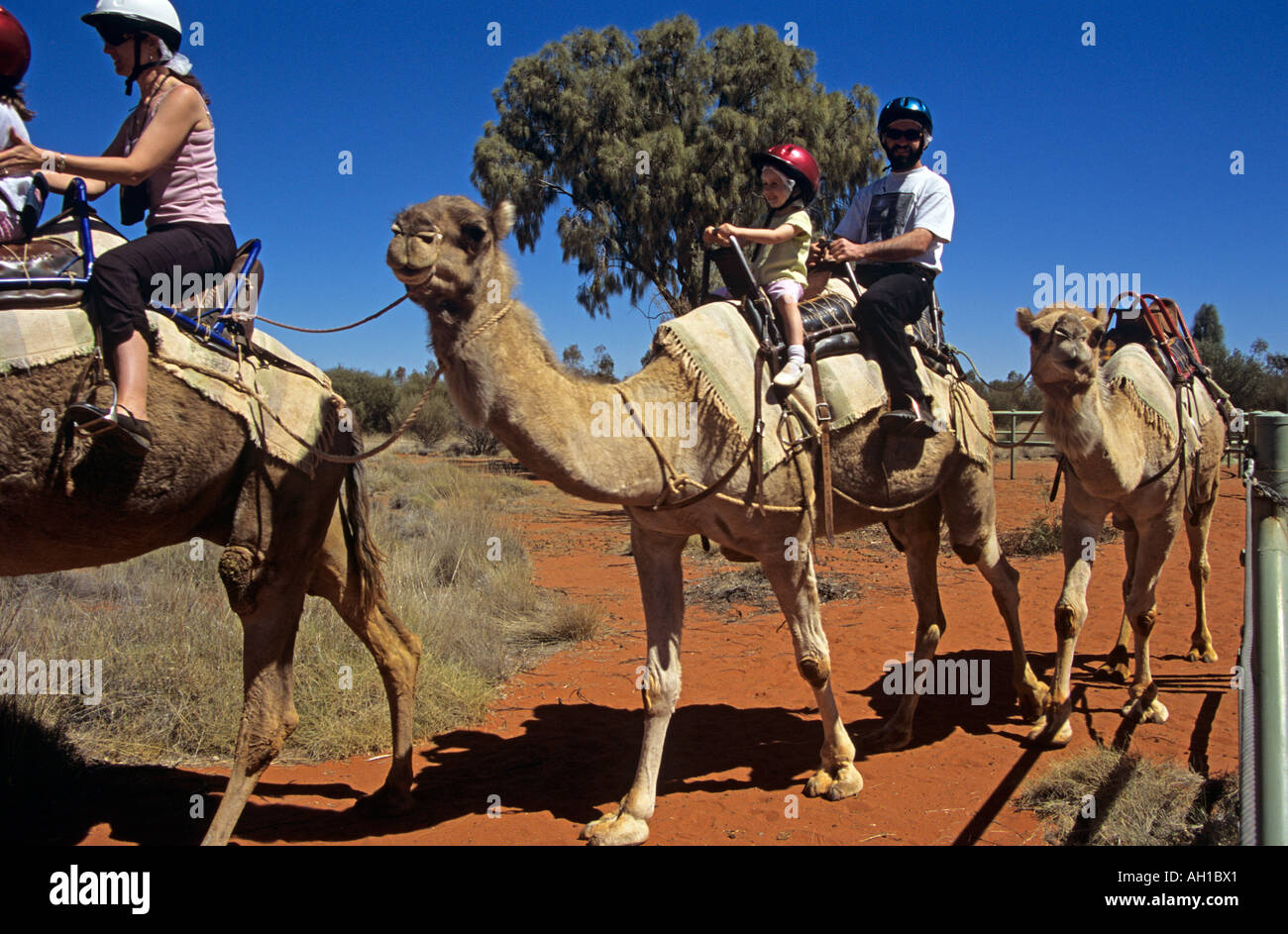 Camel train and riders, Kata Tjuta National Park, Northern Territory ...