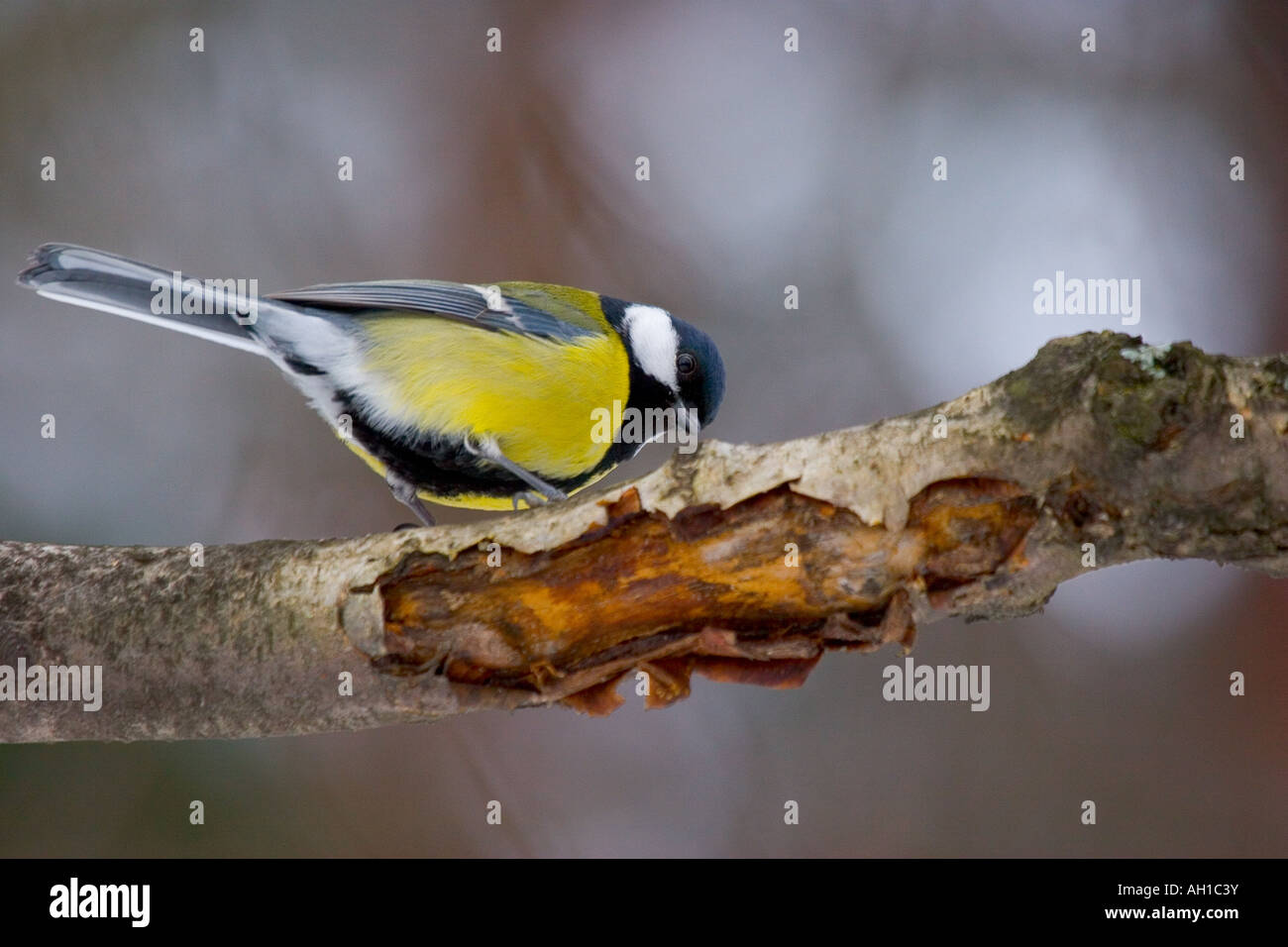 Tit in Finaland Stock Photo - Alamy