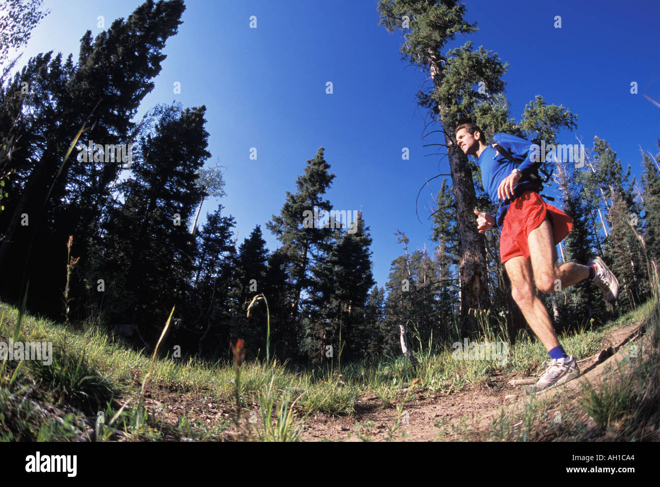 Man trail running in a forest Stock Photo - Alamy
