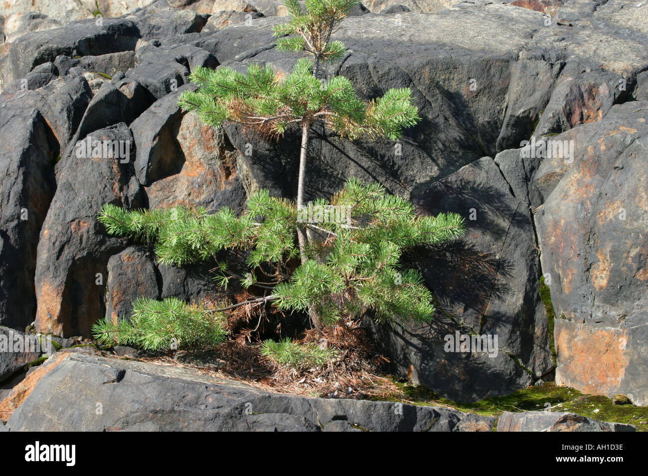 lone pine tree growing by rock Stock Photo - Alamy