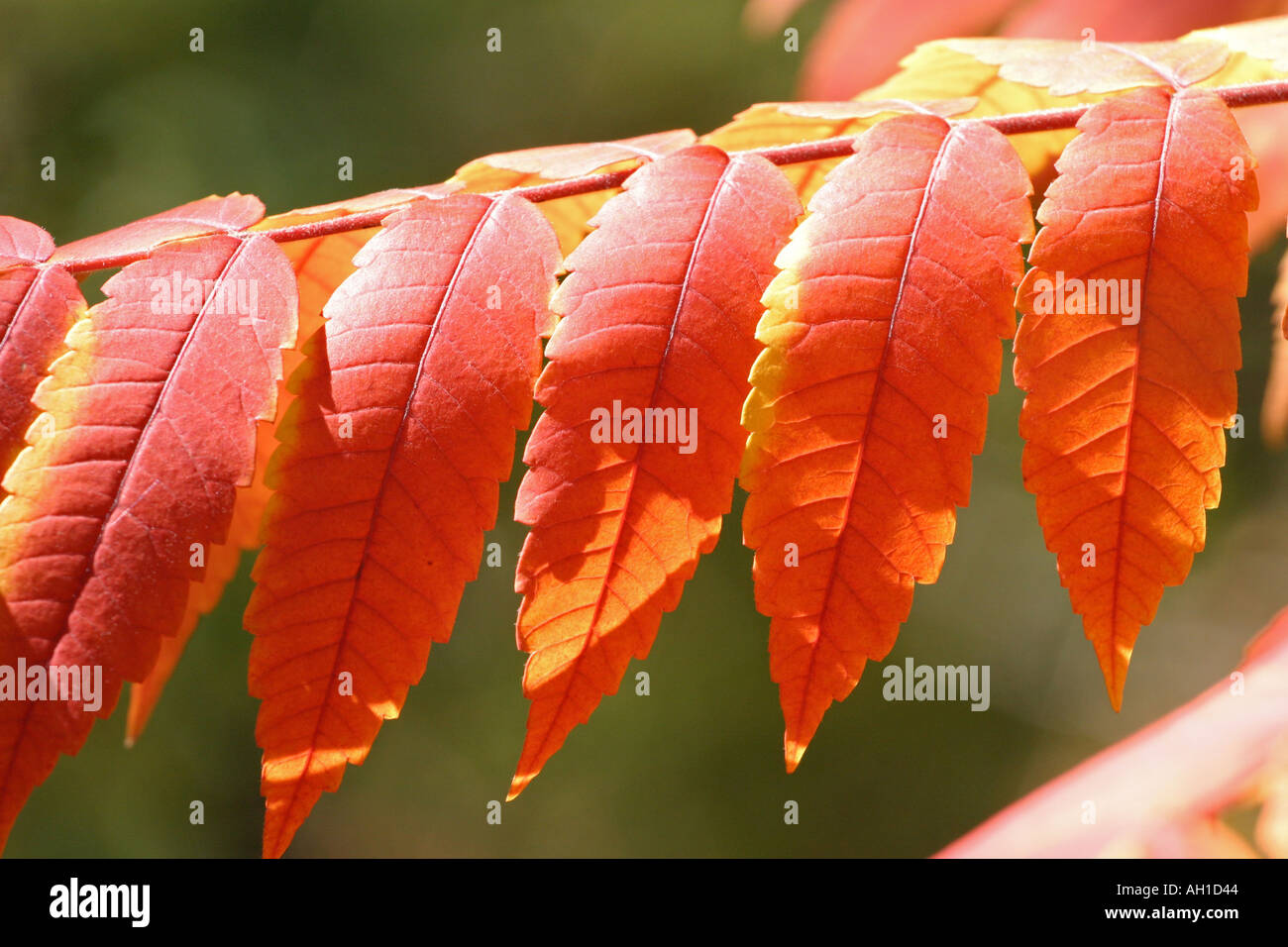 curvy leaves changed to red color in fall season Stock Photo - Alamy