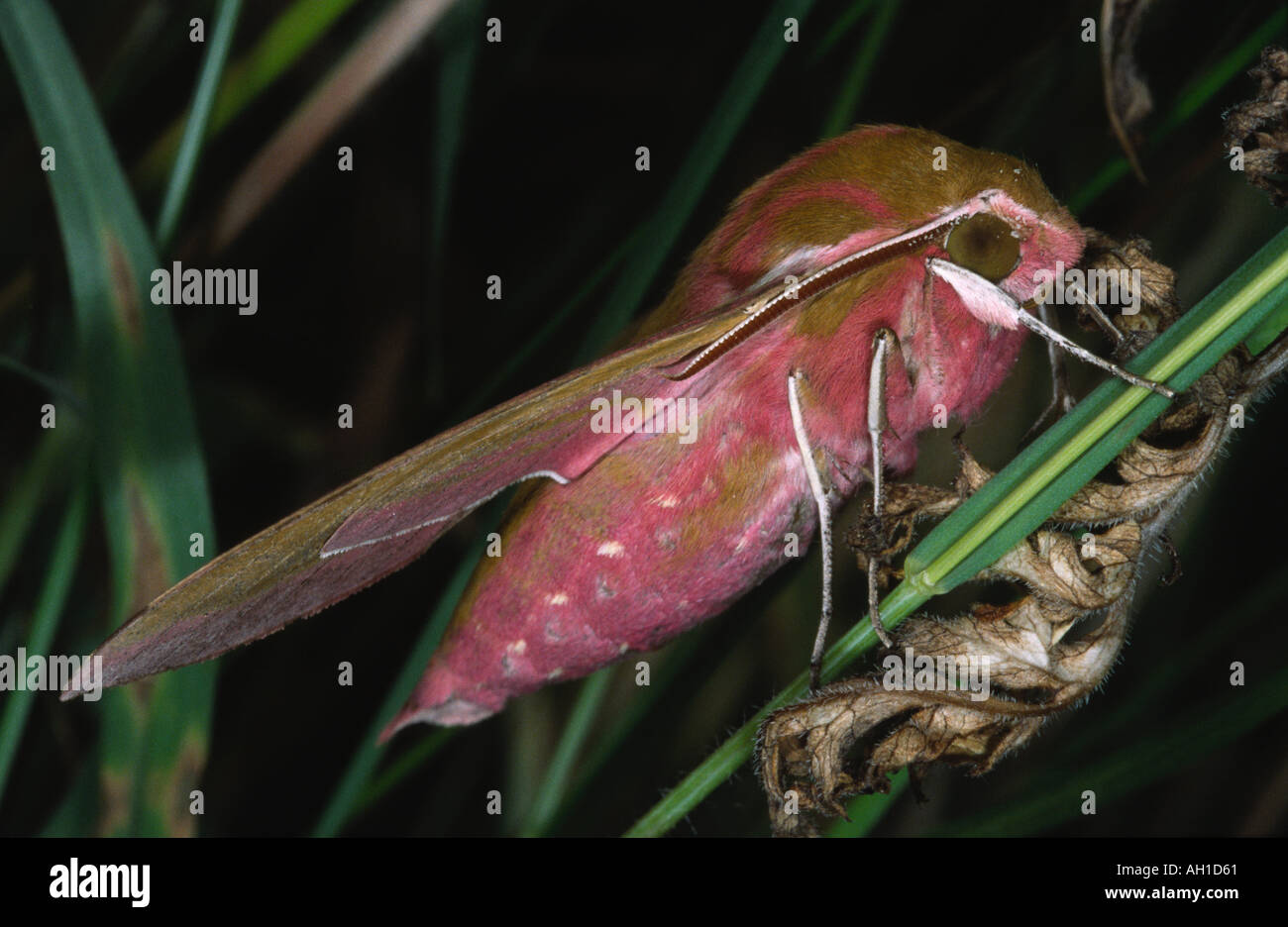 A Pink moth Stock Photo - Alamy