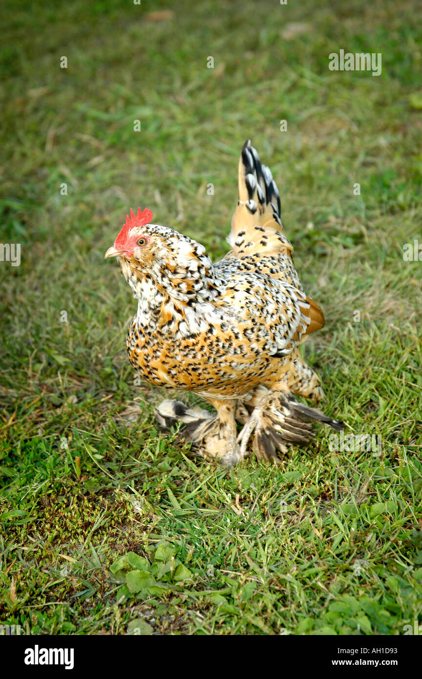 Chicken Farm Animals Stock Photo - Alamy