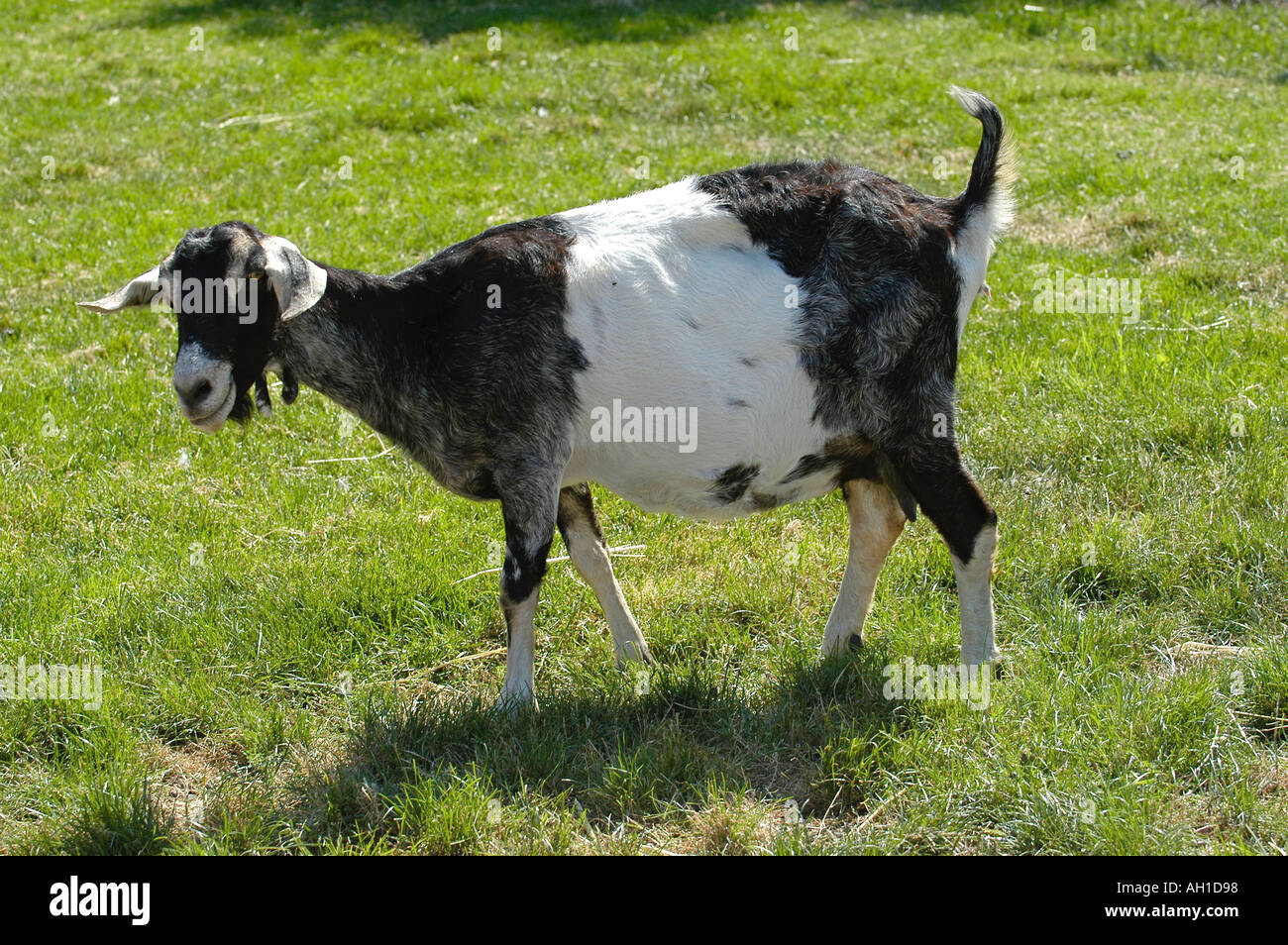 Goat Farm Animals Stock Photo - Alamy
