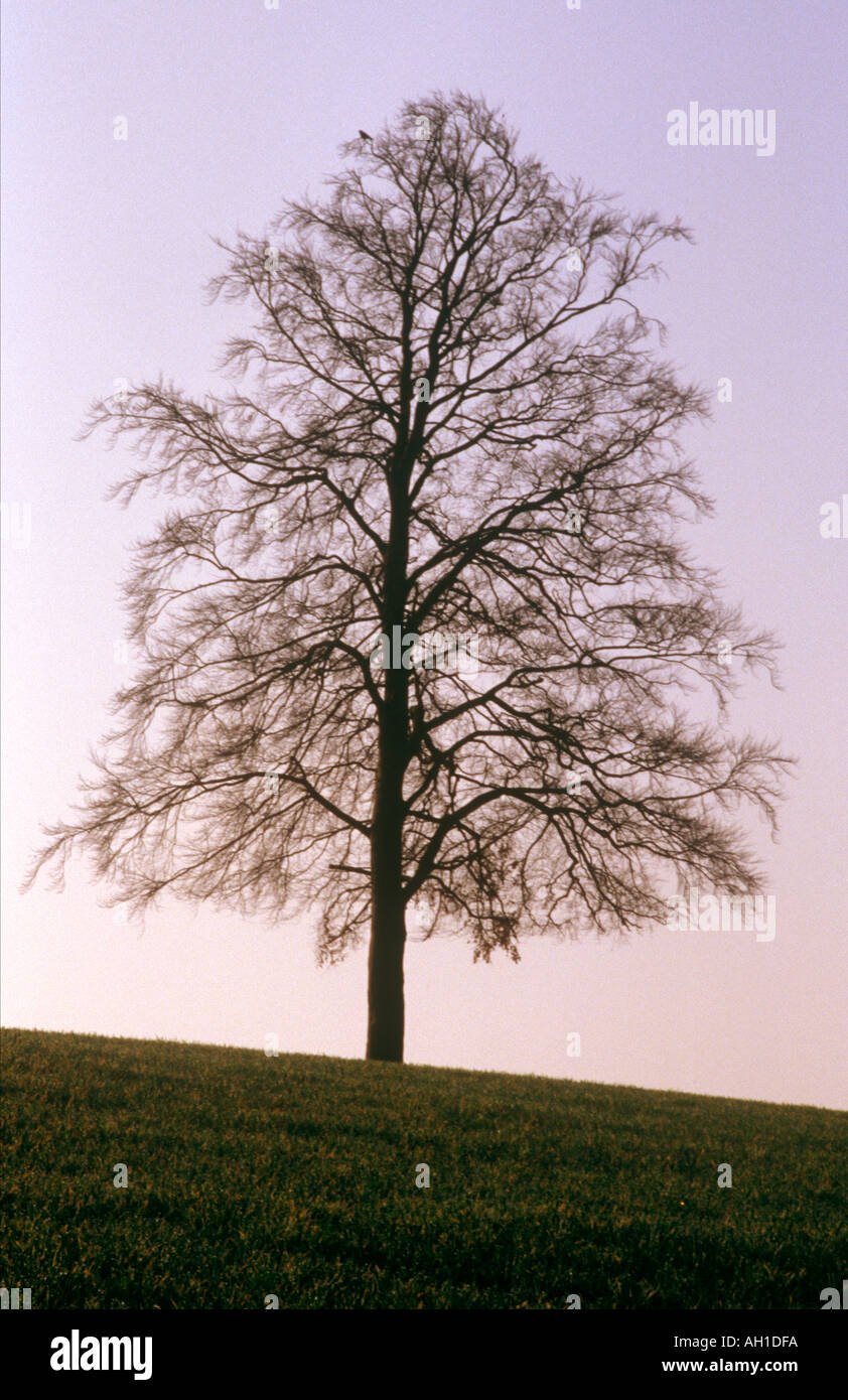 Tree in the Skylight Stock Photo - Alamy