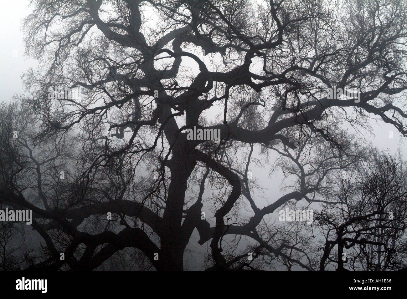 Oak tree in the mist Stock Photo - Alamy