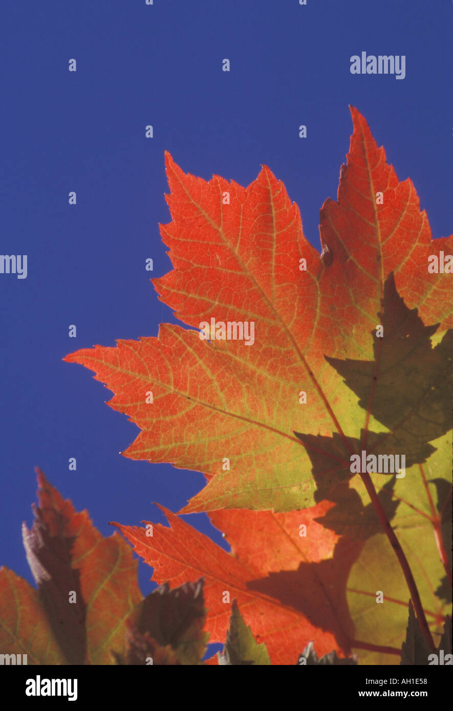 Fall colored oak leaves Kirkland Washington Stock Photo - Alamy