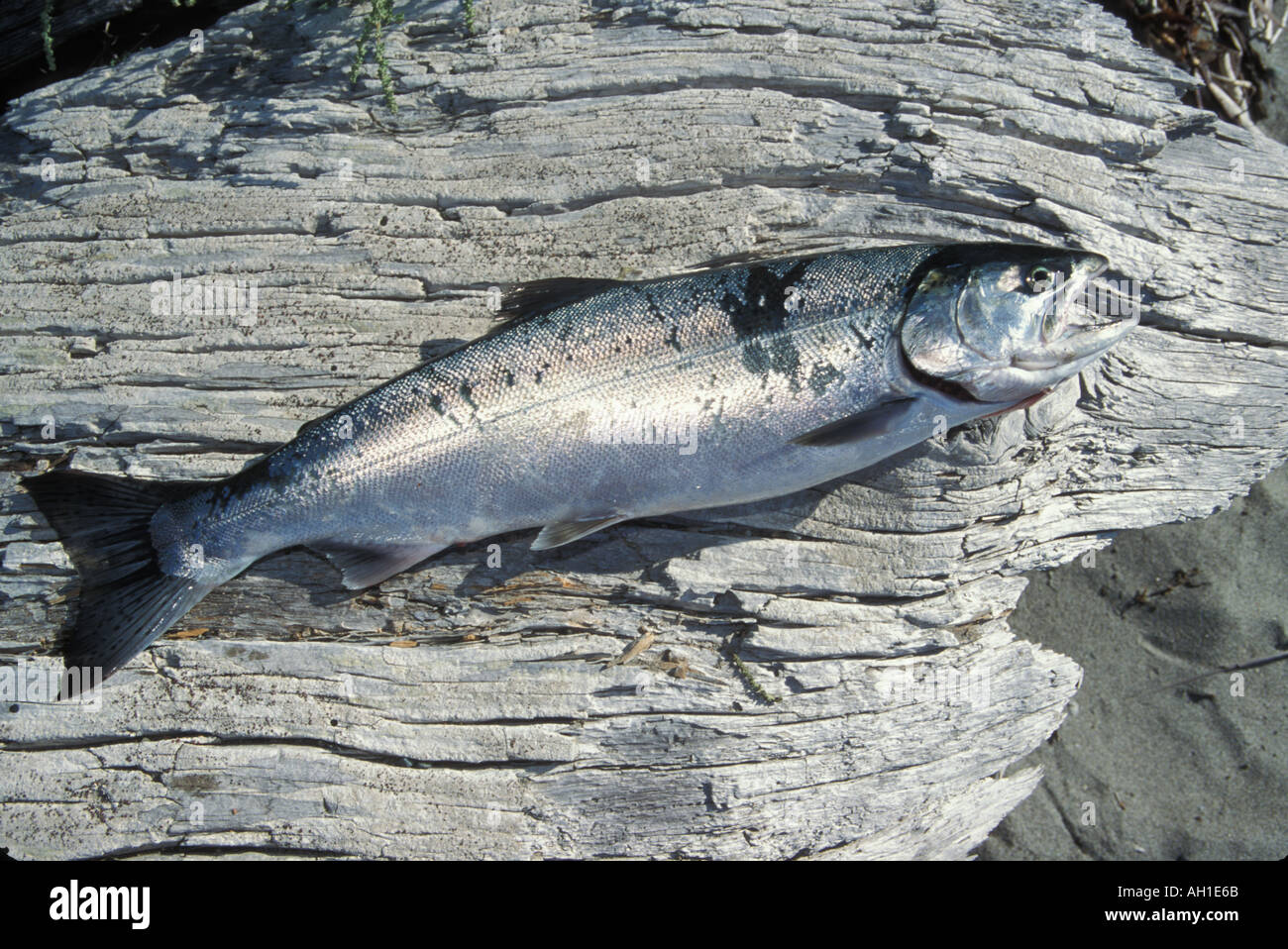 Silver coho salmon Washington State Pacific Northwest USA Stock Photo ...