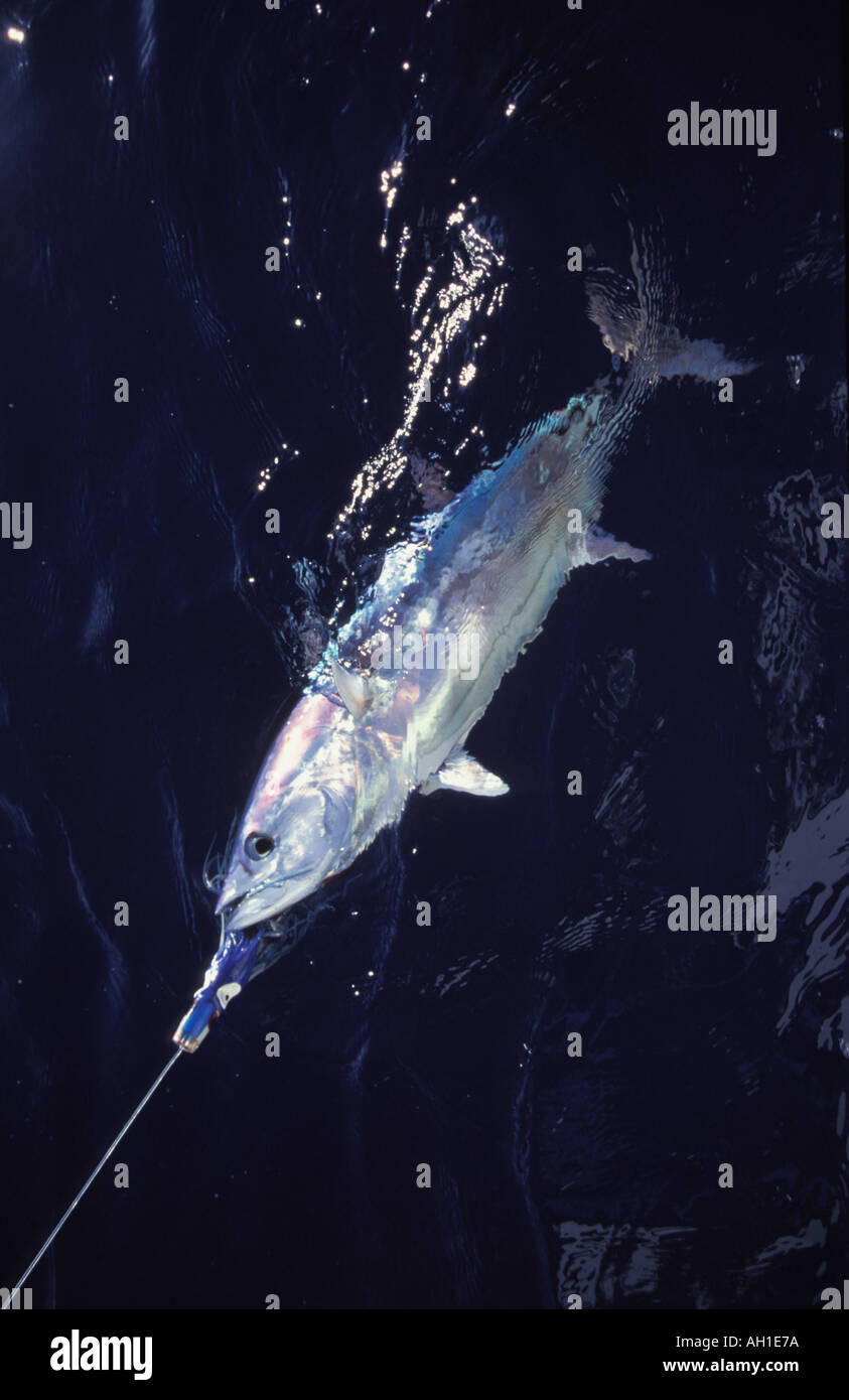 Pacific skipjack tuna hi-res stock photography and images - Alamy