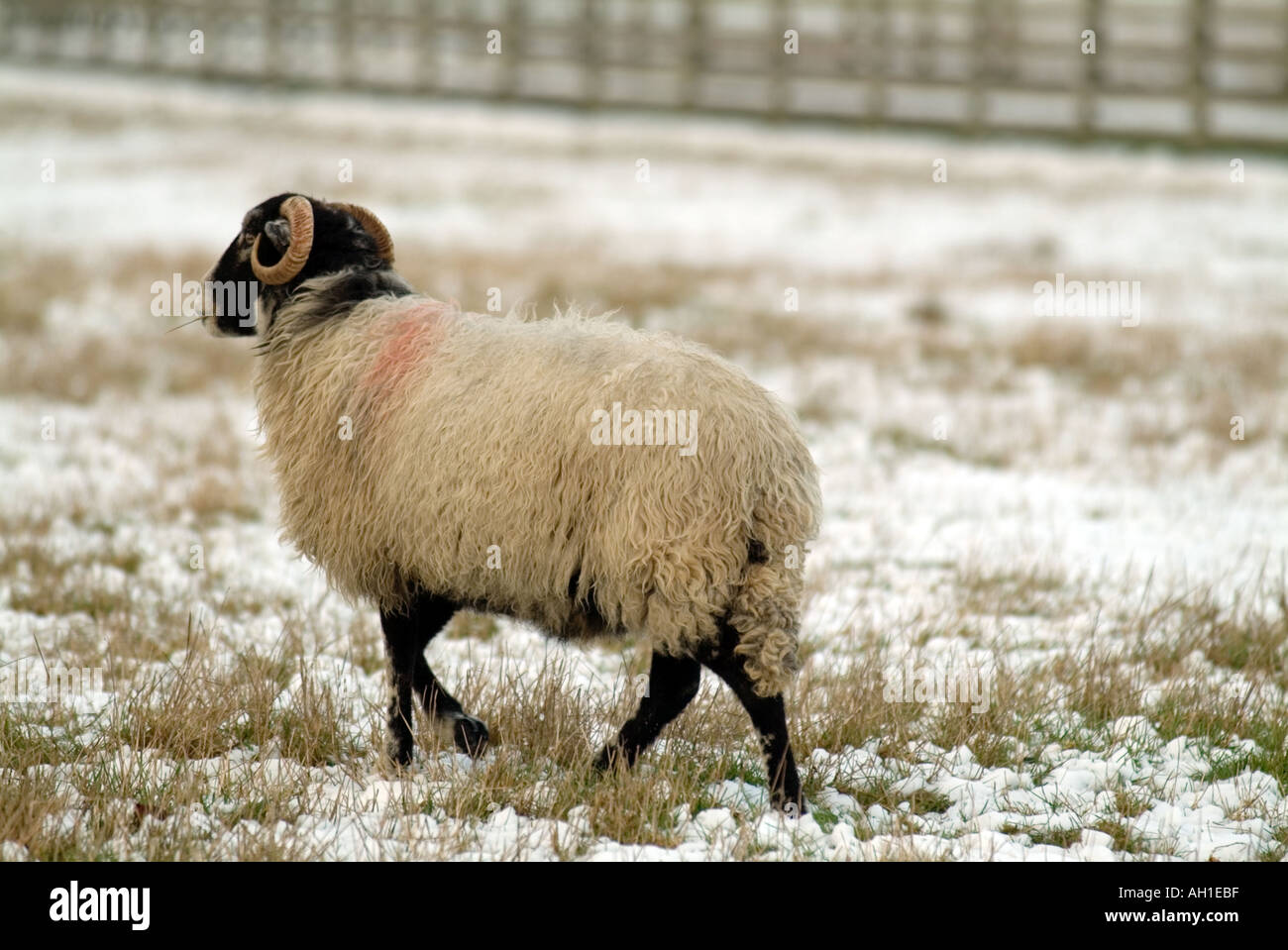 sheep in field wool warm insulation snow ice frost winter cold freeze ...