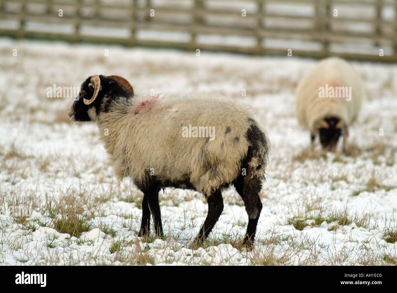 sheep in field wool warm insulation snow ice frost winter cold freeze ...