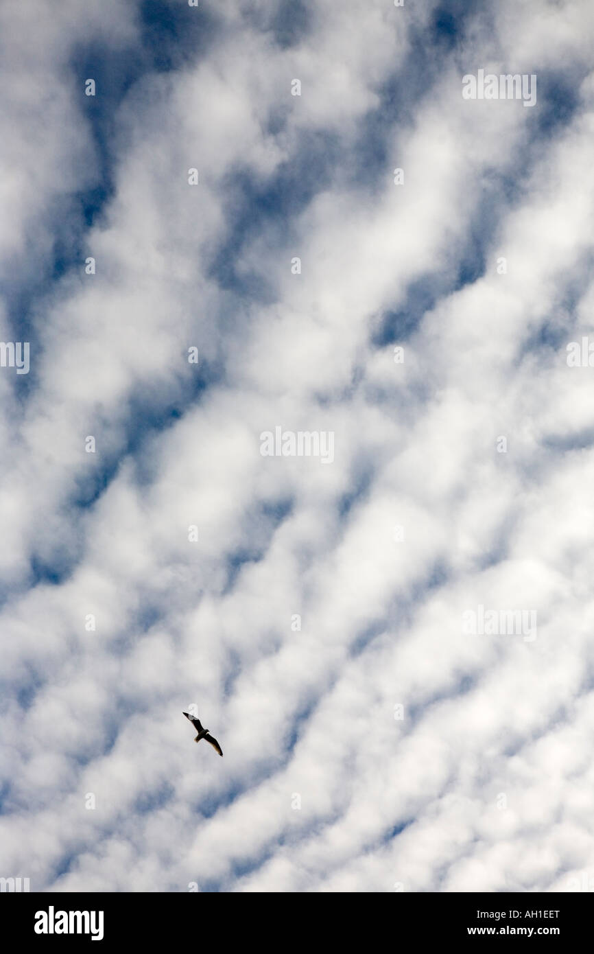 Altocumulus billows clouds produce what is known as a mackerel sky ...