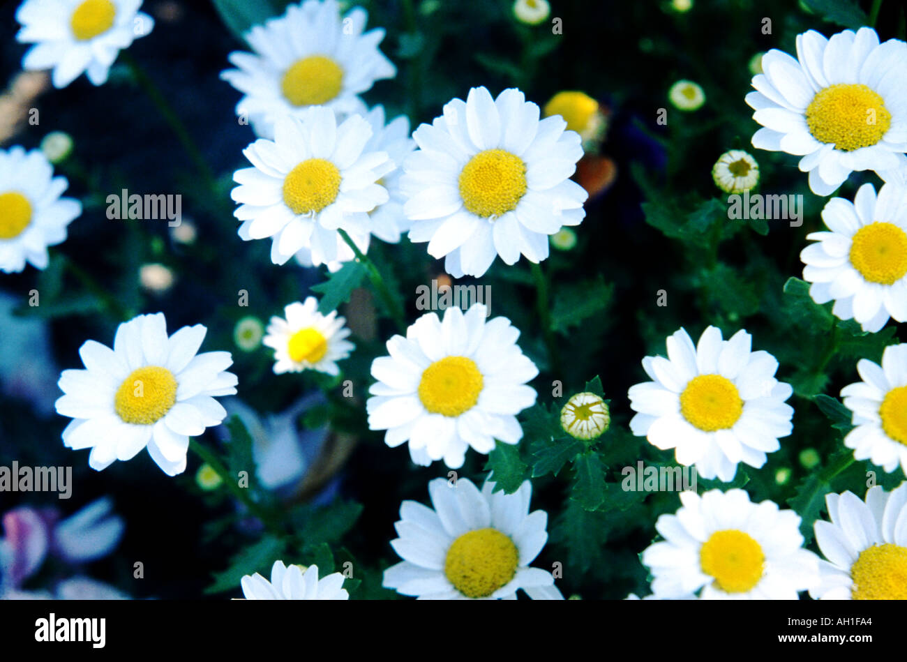 Portland daisy hi-res stock photography and images - Alamy