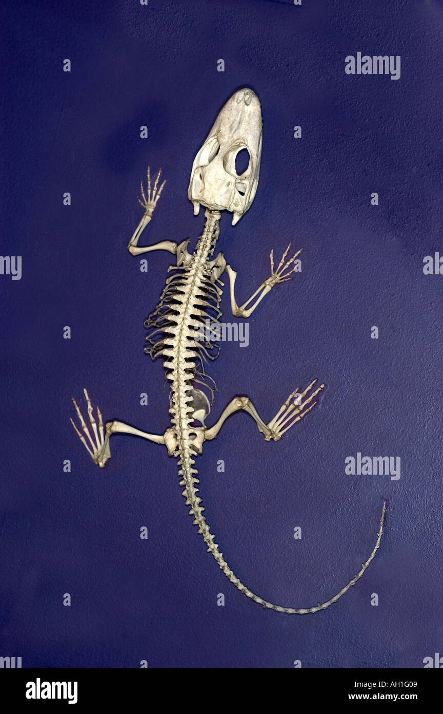 Alligator skeleton hi-res stock photography and images - Alamy