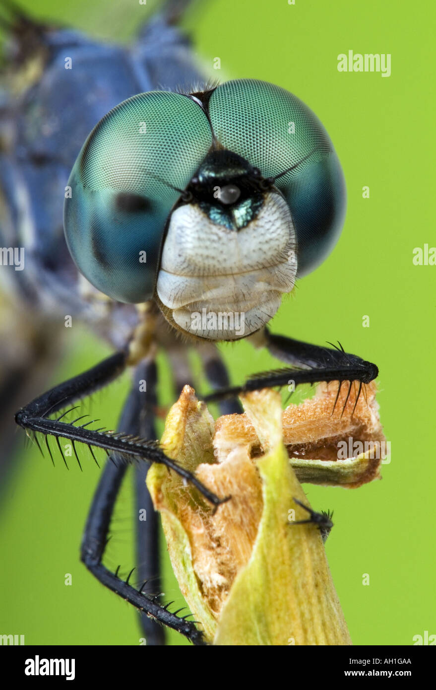 Blue dasher wings hi-res stock photography and images - Alamy