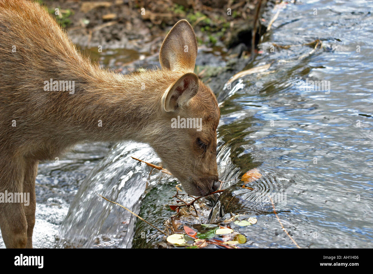 Deer drinking stream hi-res stock photography and images - Alamy