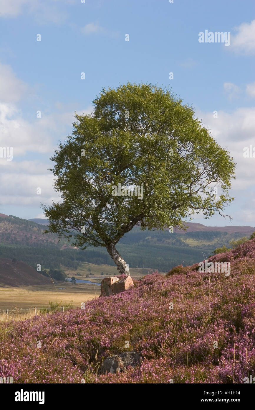Scotlands native tree hi-res stock photography and images - Alamy