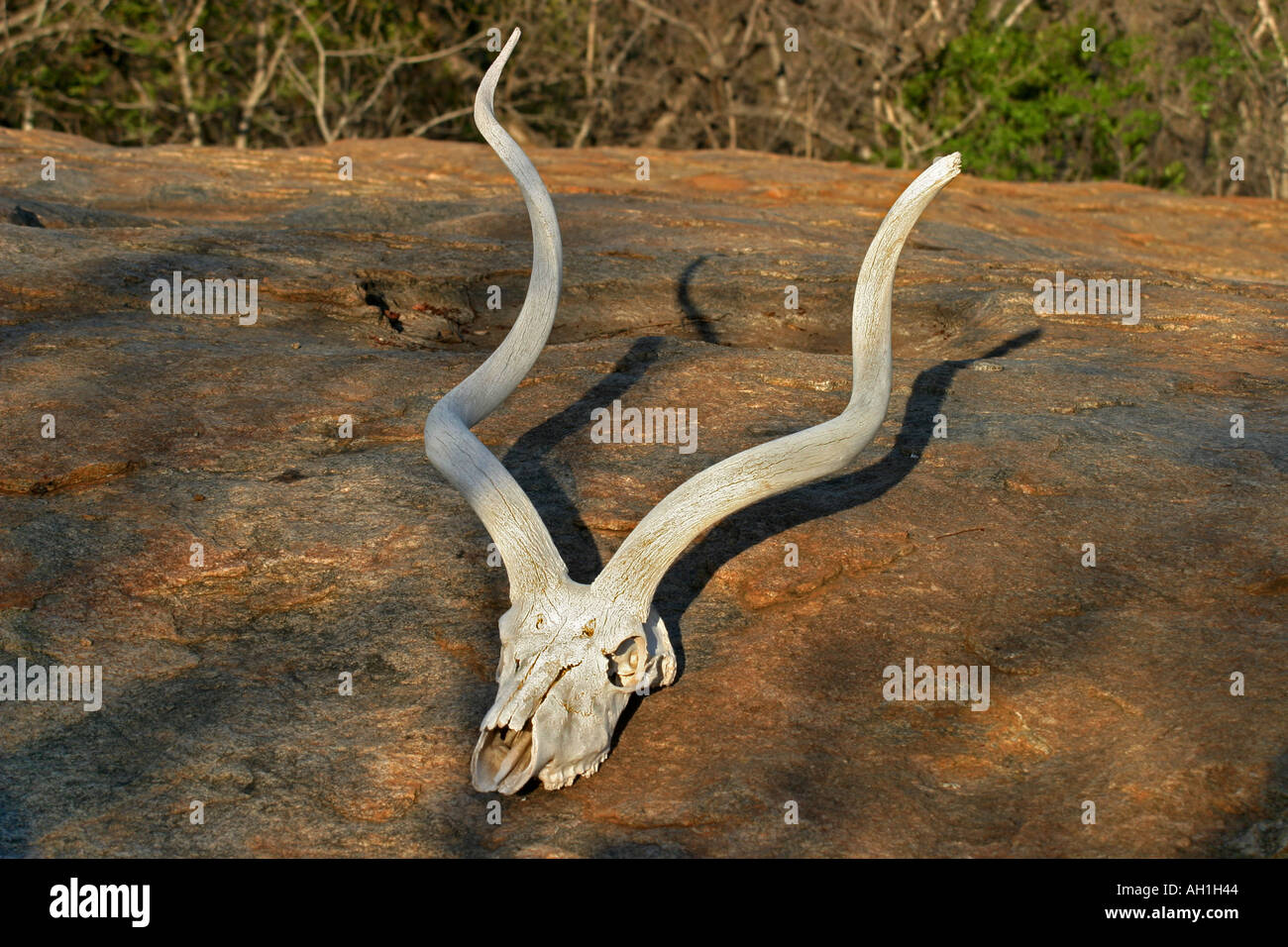 Kudu Skull