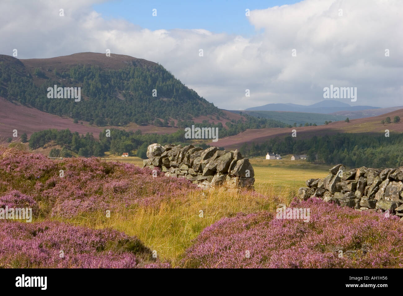 Heather in flower scotland - scottish heather moors and Caledonian Pine ...