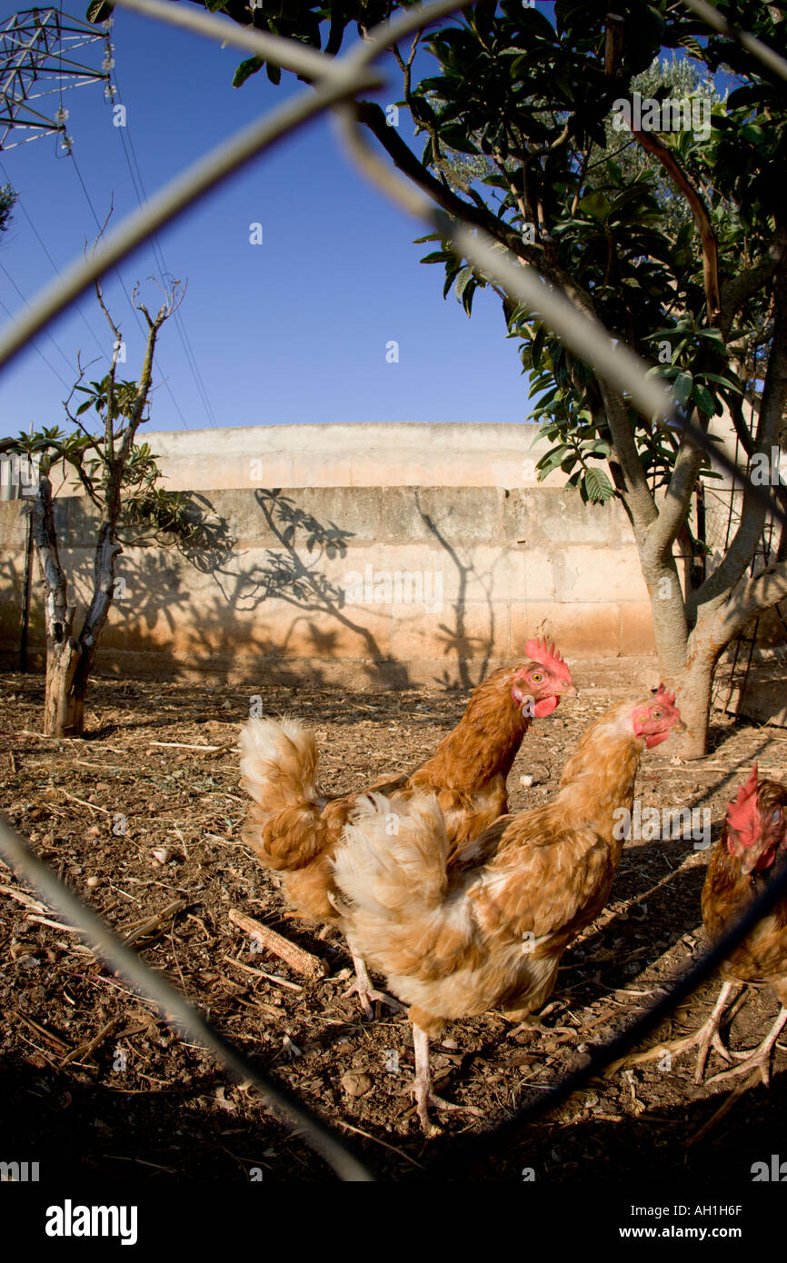 Three chickens scratching hi-res stock photography and images - Alamy