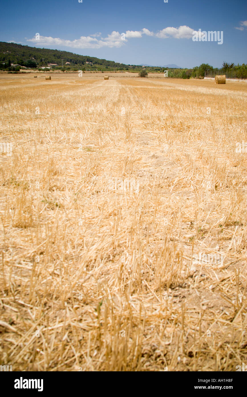 Freshly cut field with straw and bales Stock Photo - Alamy