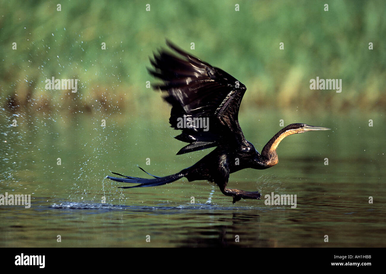 Impalila island hi-res stock photography and images - Alamy