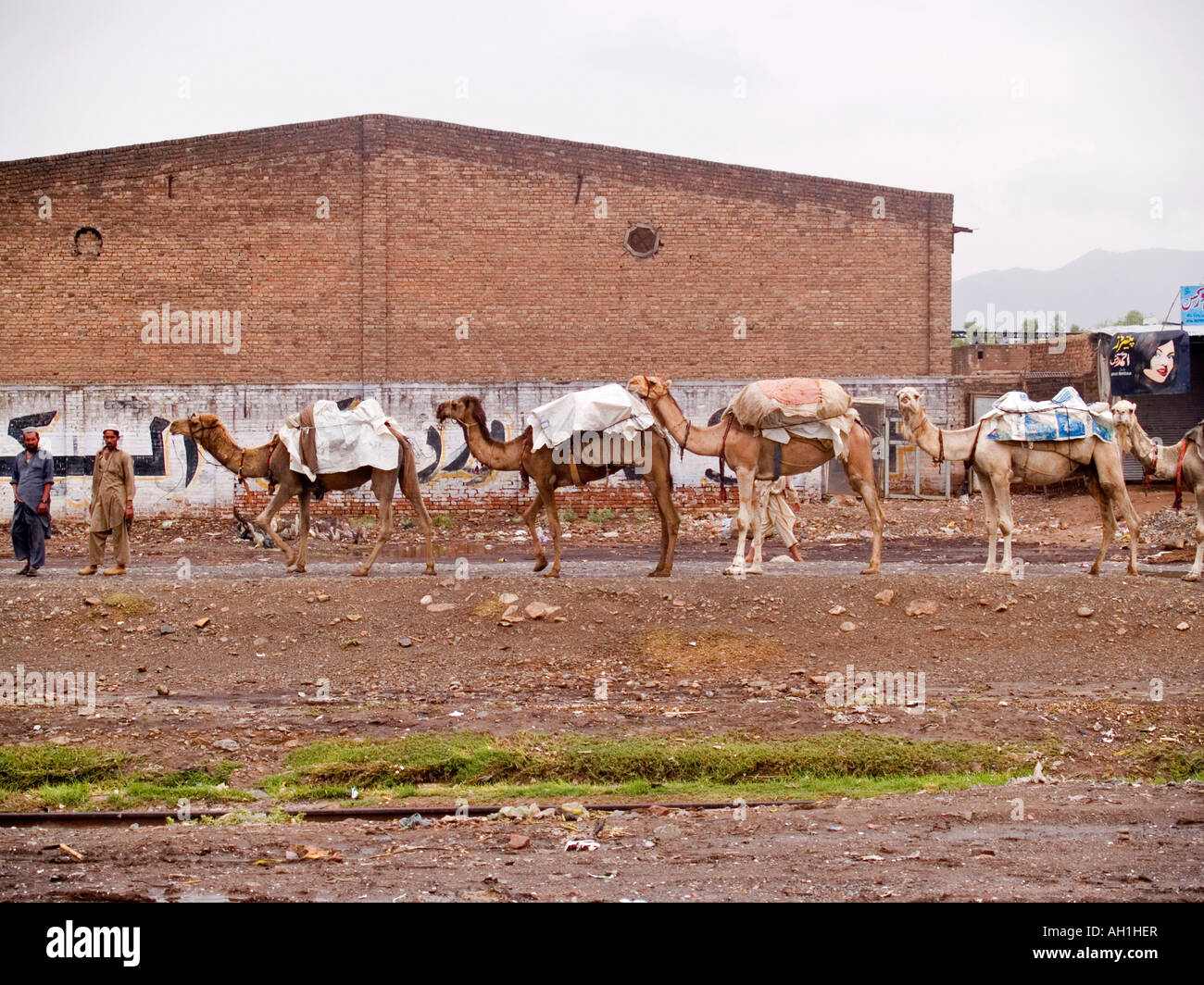 The camels are coming hi-res stock photography and images - Alamy