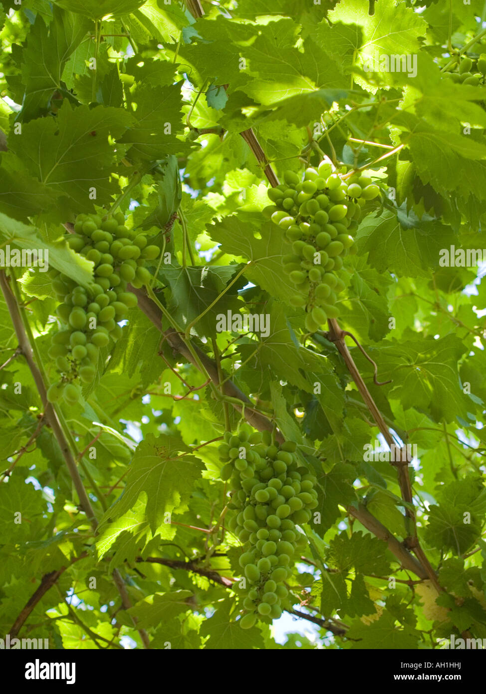 grapes hanging northern Pakistan Stock Photo - Alamy