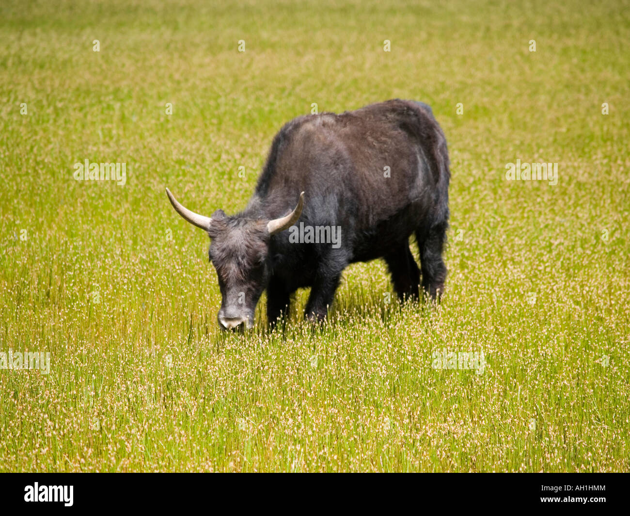 close up of a yak dzo grazing in the fields at Shandur Pass northern ...