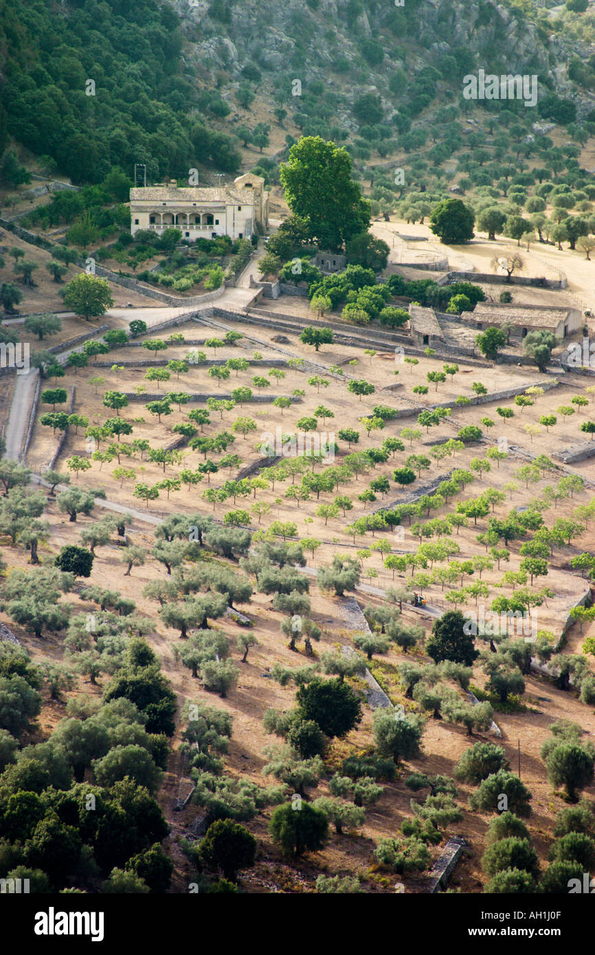 Olive grove Mallorca Spain Stock Photo - Alamy
