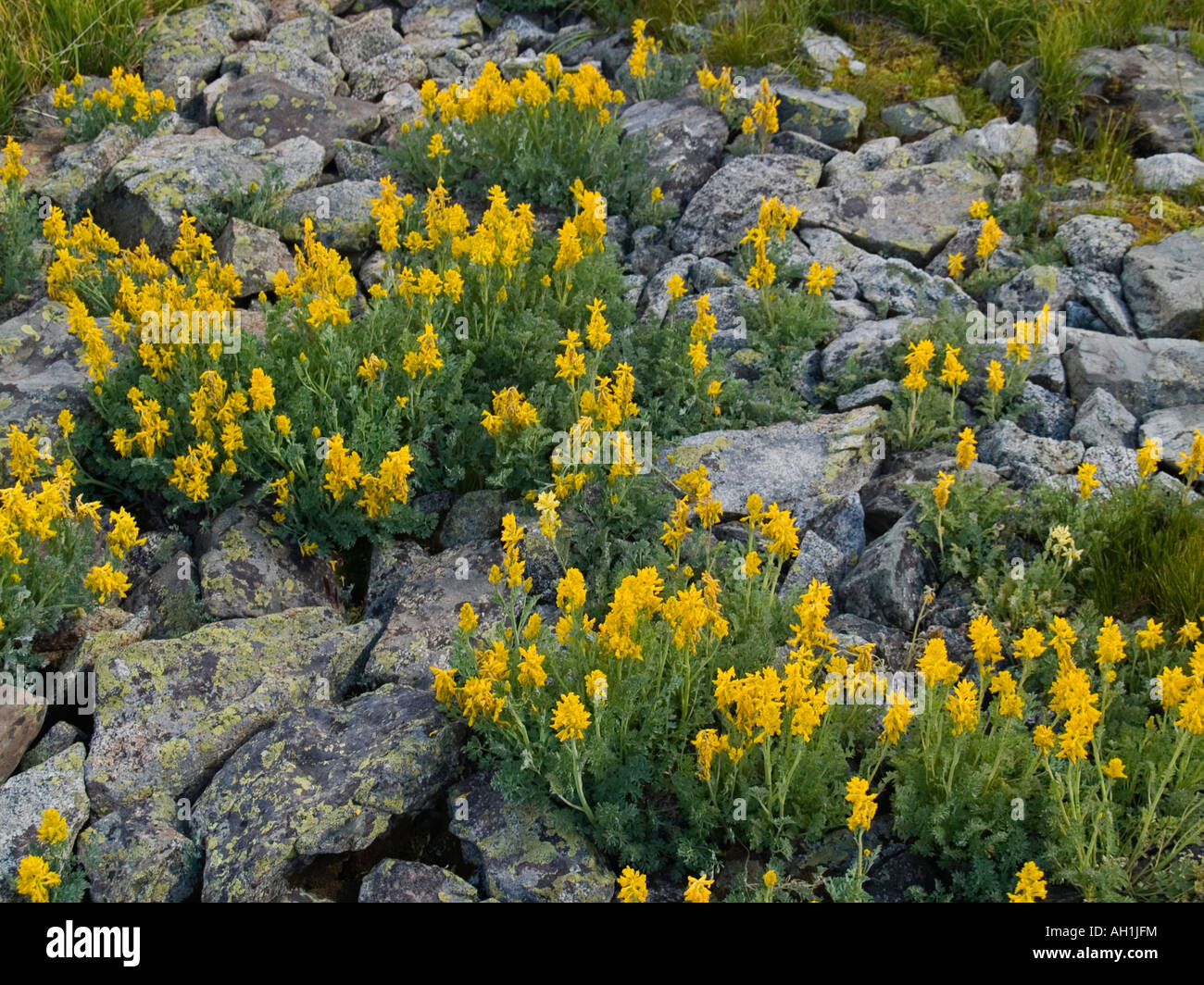 Deosai national park hi-res stock photography and images - Alamy
