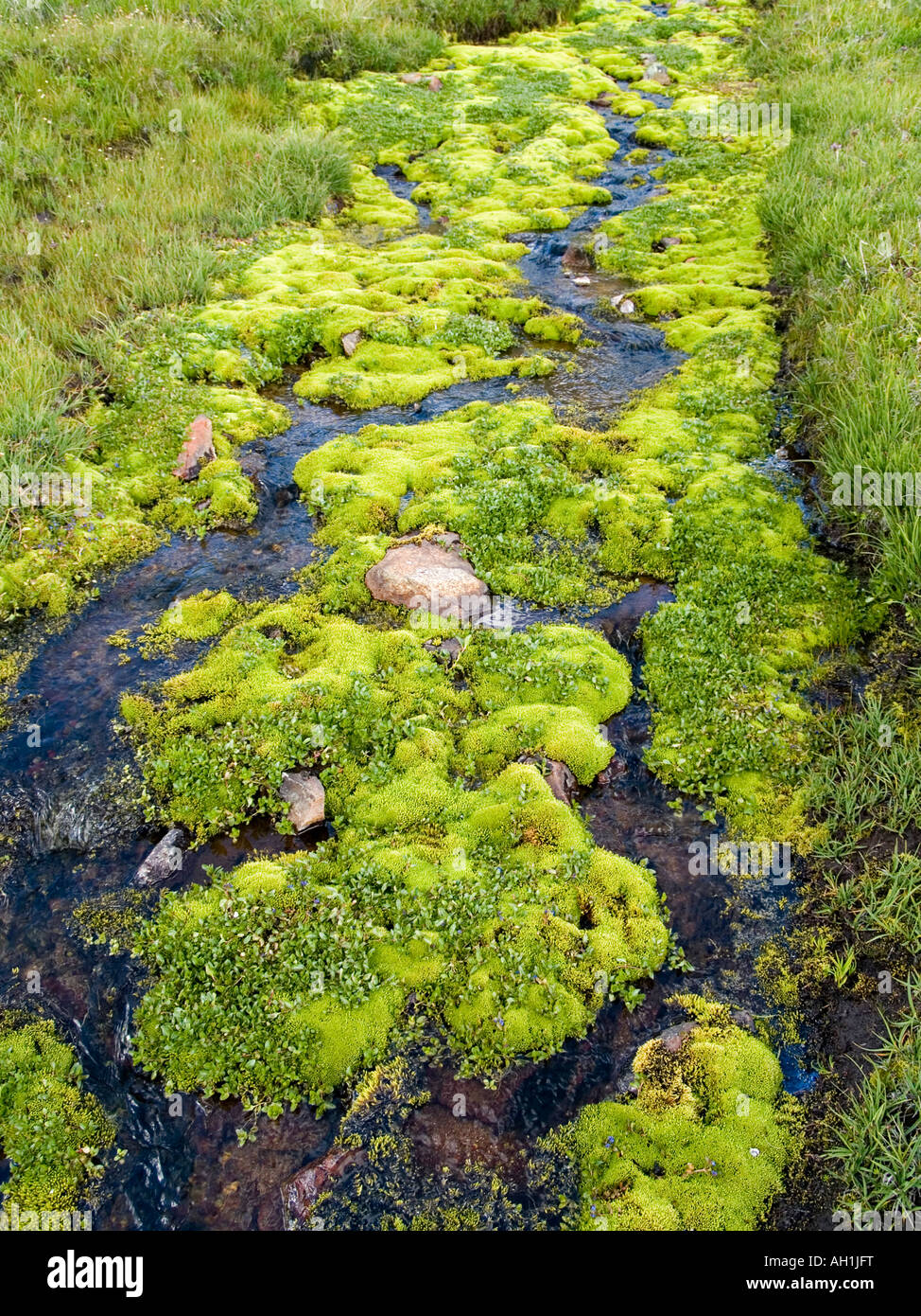 verdant moss growing at high altitudes in the Deosai Plains National ...