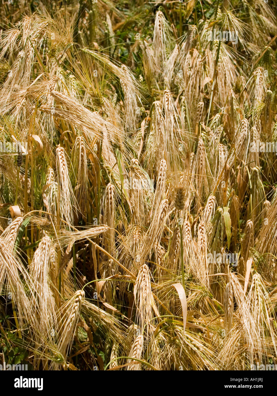 wheat ready for harvest in the Karakoram mountains of Pakistan Stock ...
