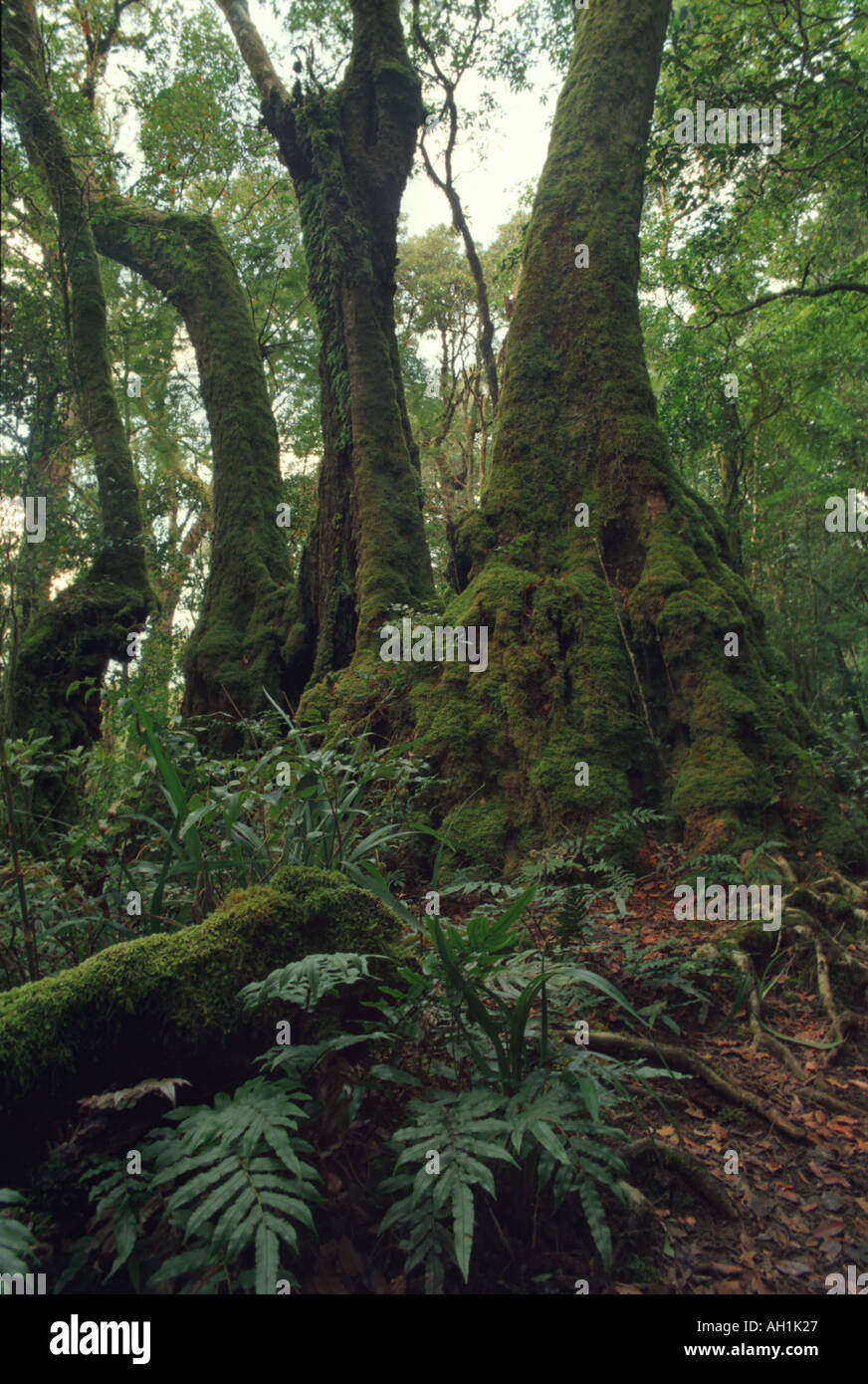 Ancient Antarctic beech tree Nothofagus mooreii southern Queensland ...