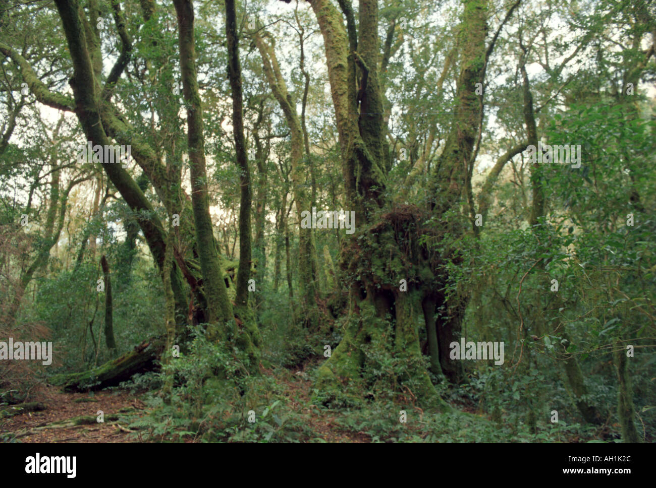 Ancient Antarctic beech tree Nothofagus mooreii southern Queensland ...