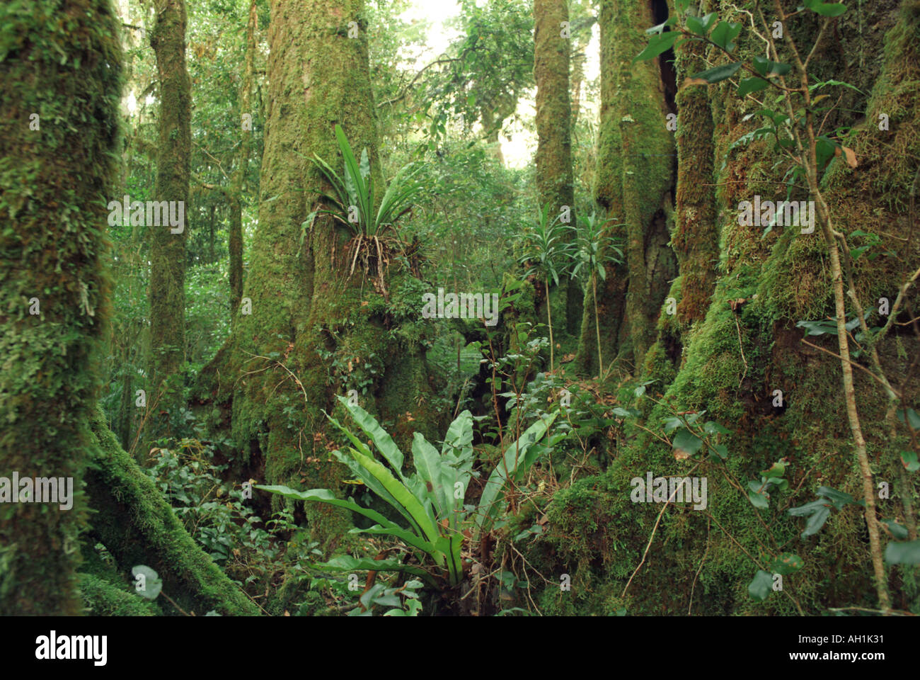 Ancient Antarctic beech tree Nothofagus mooreii southern Queensland ...