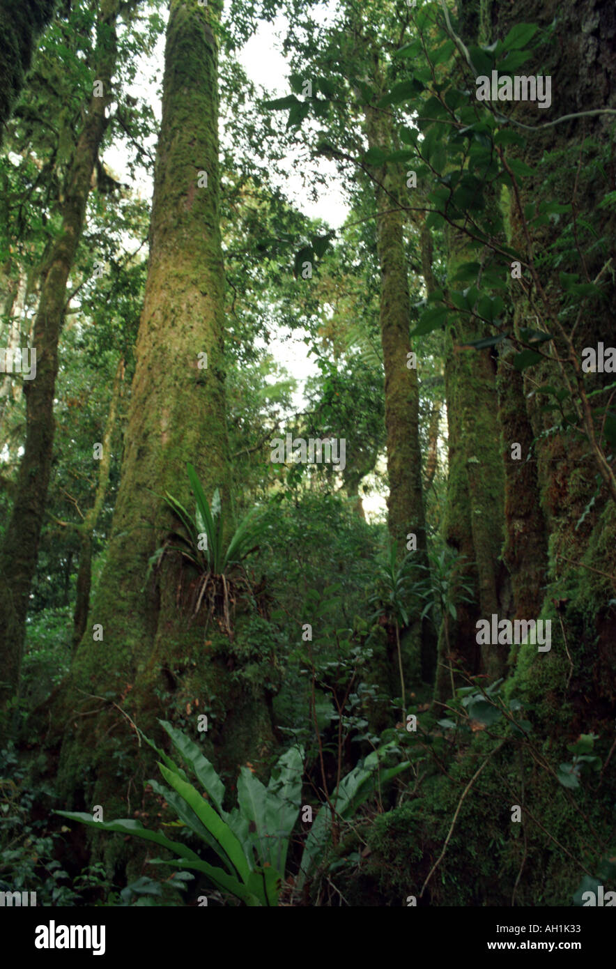 Gondwana land hi-res stock photography and images - Alamy