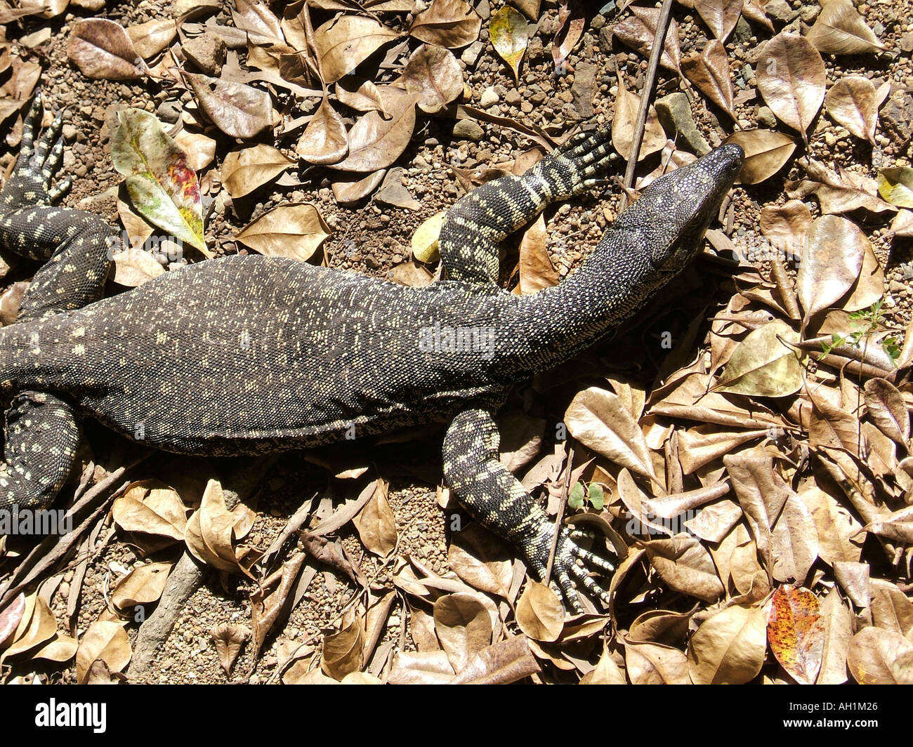 Monitor australia hi-res stock photography and images - Alamy