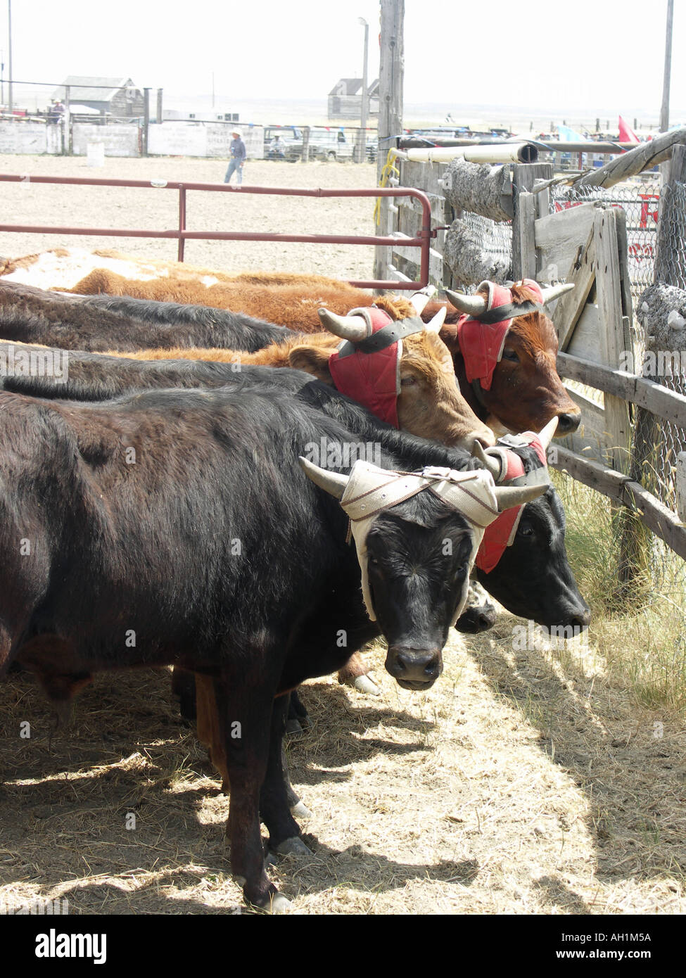 Steers hi-res stock photography and images - Alamy