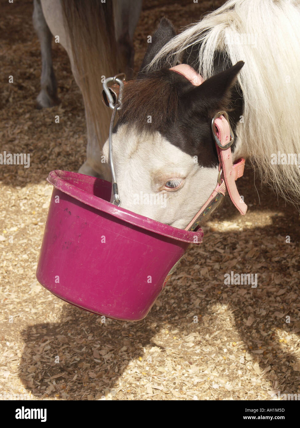 Eat from bucket hi-res stock photography and images - Alamy