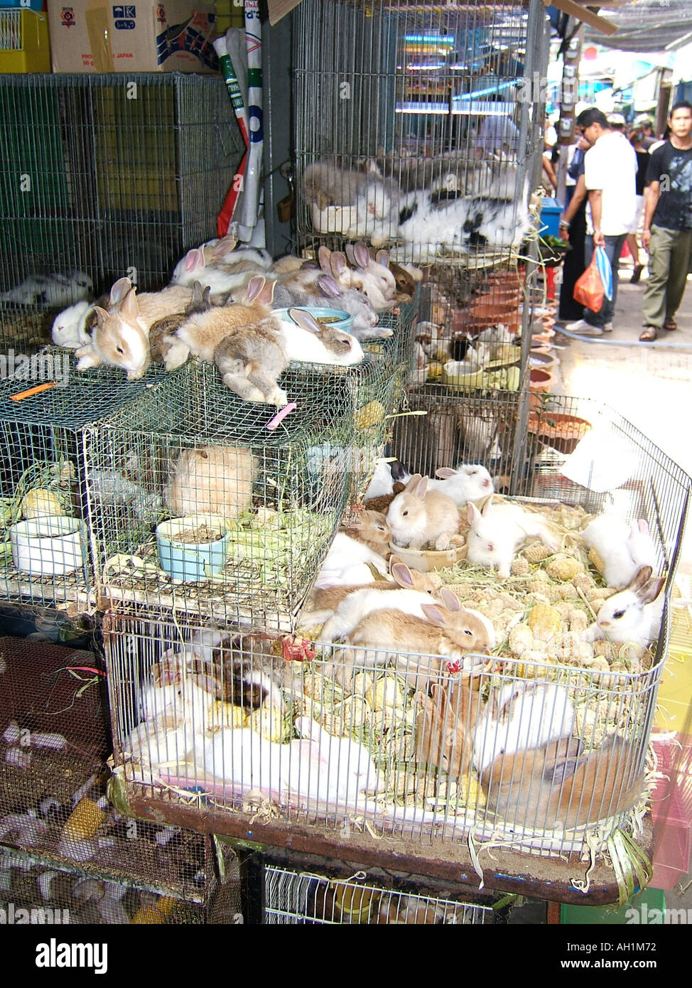 Pets for sale at Chatuchak market Thailand Asia Stock Photo - Alamy